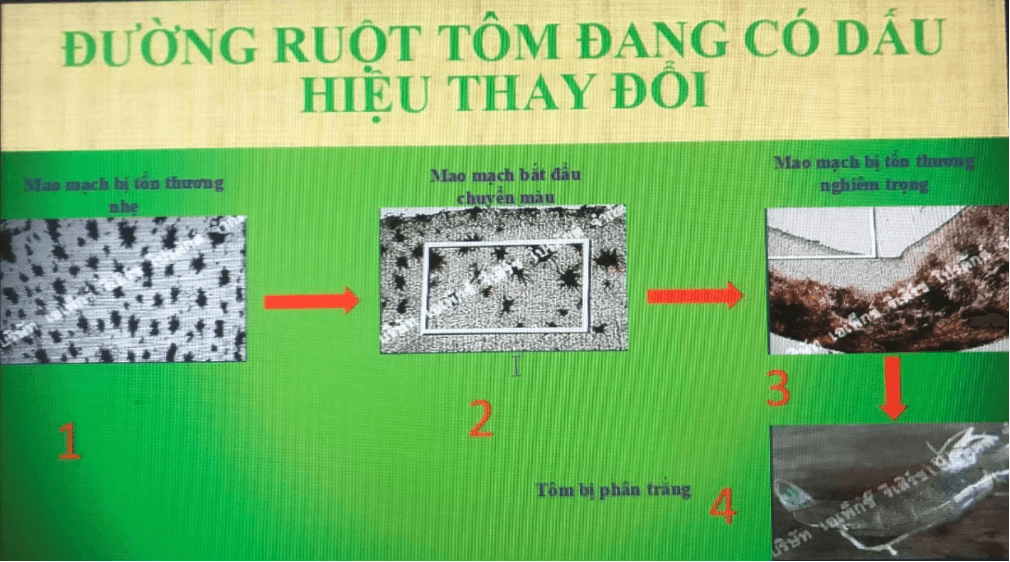 Đặc trị hội chứng bệnh đường ruột (bệnh phân trắng) - Thủy Sản Toàn Cầu