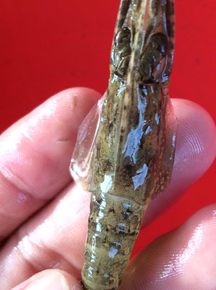 Đặc điểm và biện pháp phòng ngừa bệnh hoại tử cơ do virus (IMNV) và đốm ...